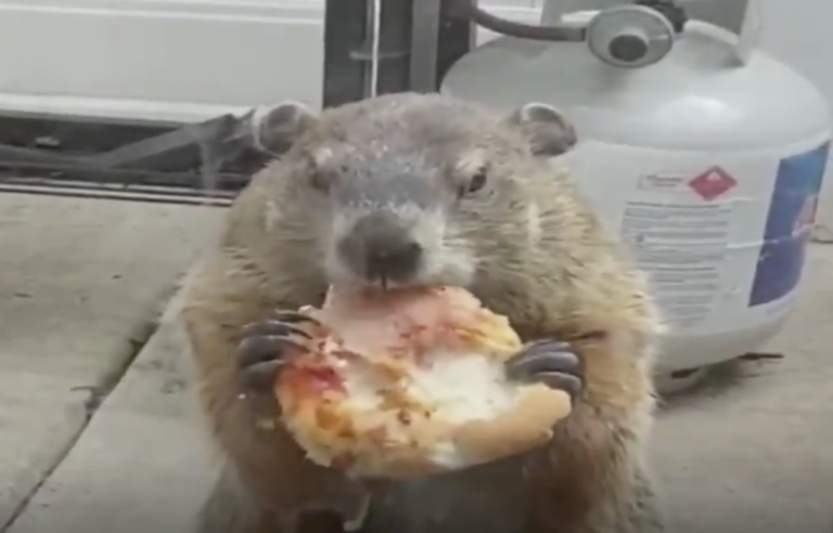 Pizza Groundhog is the content we need right now | tangzine.com